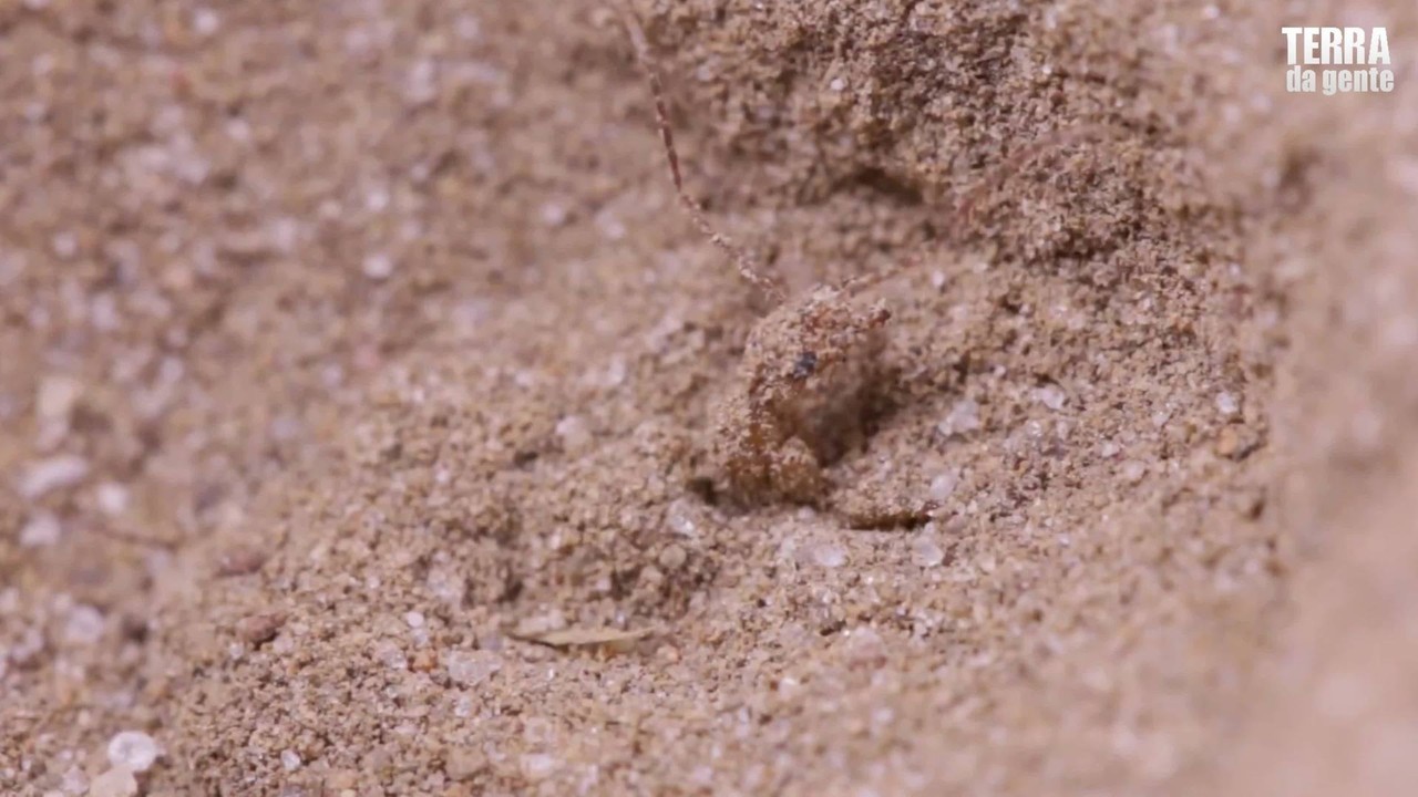 Nem formiga, nem leão: conheça inseto 'engenheiro das areias' | Terra ...