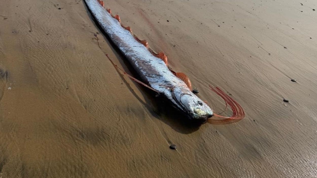 O mistério do peixe-remo: o que traz o gigante do mar à superfície? | G1