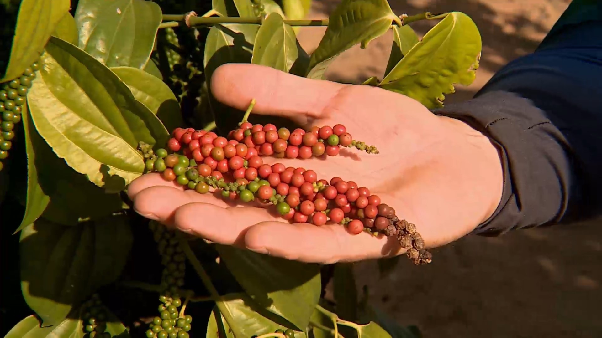 Brasil é potência na exportação de pimentas rosa e do-reino | G1