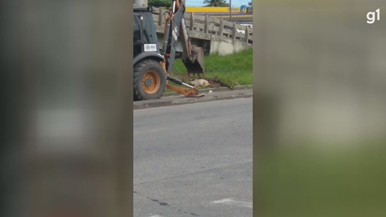 Vídeo flagra trator 'sepultando' cachorro em canteiro no meio de ...