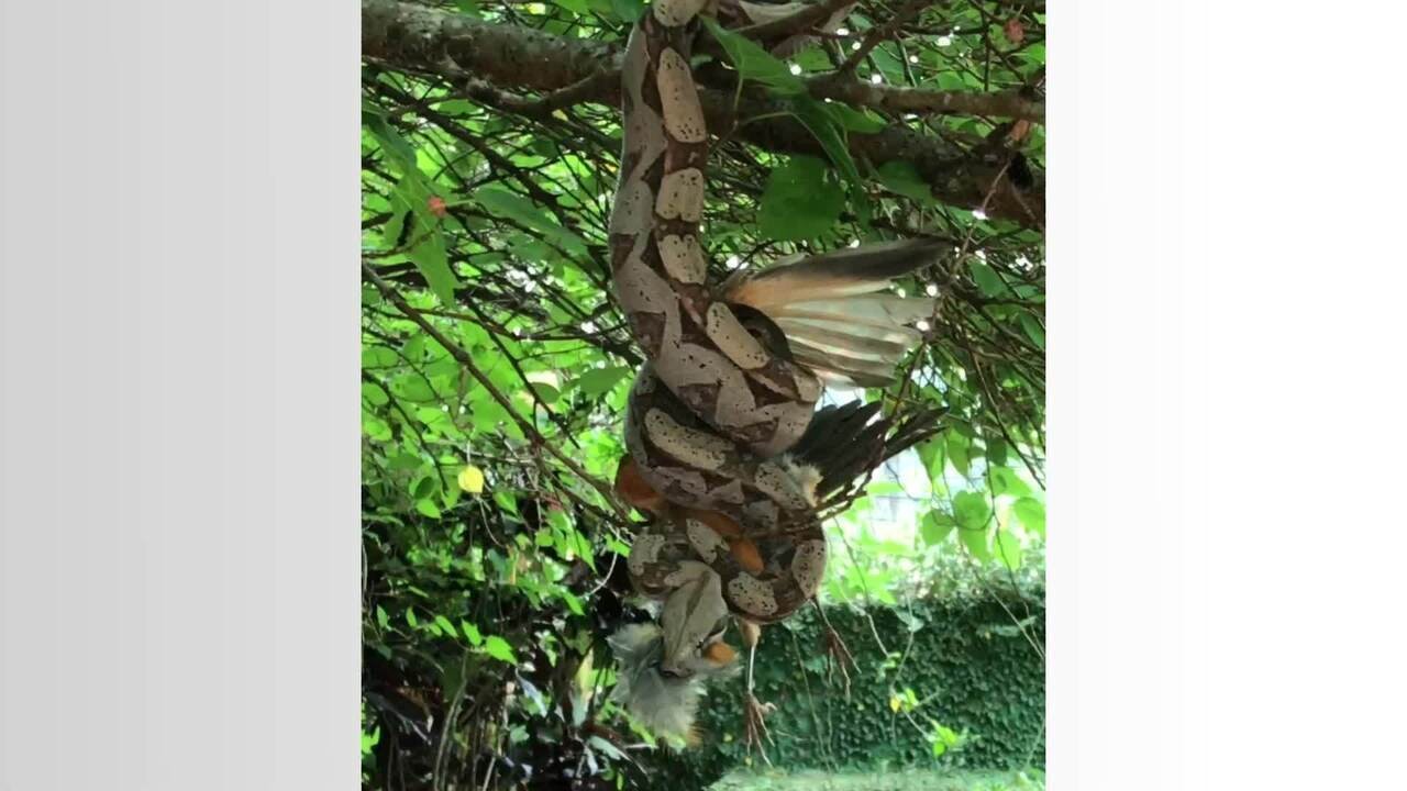 Biólogo flagra jiboia predando sabiá-laranjeira no quintal de casa em ...