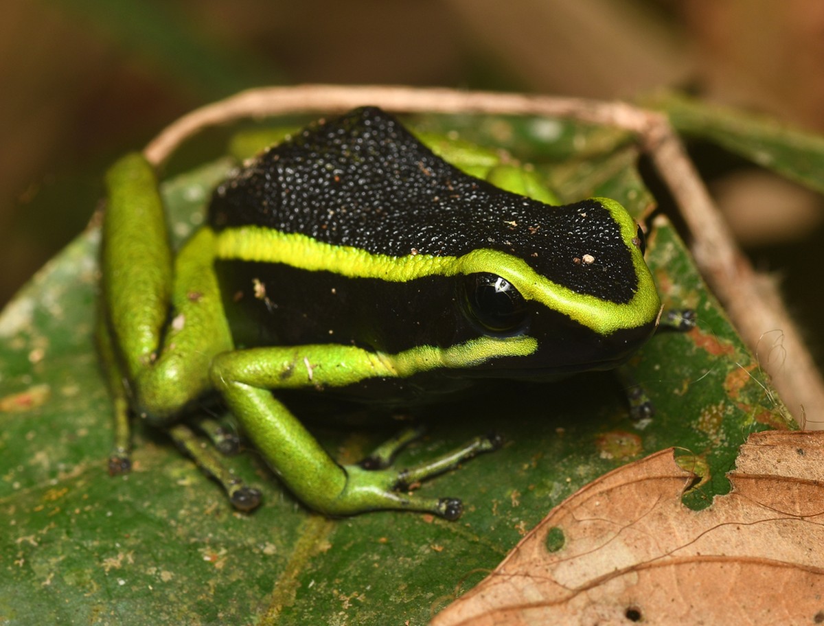 Conheça o sapo amazônico que ‘sequestra’ veneno de formigas | Terra da ...