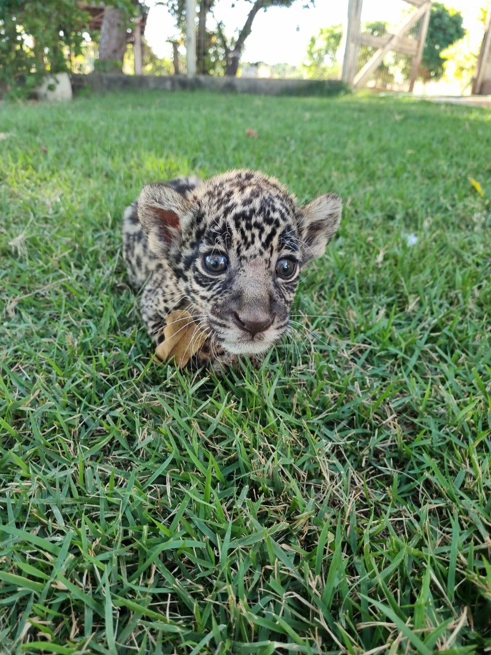 Antes e depois: oncinhas que esbanjavam fofura se tornam grandes feras ...