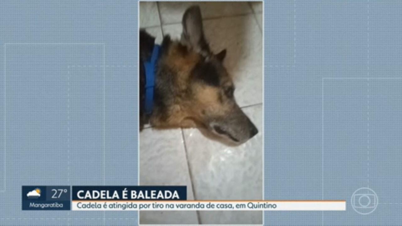 Cadela é atingida por bala perdida no Rio e perde controle das patas ...