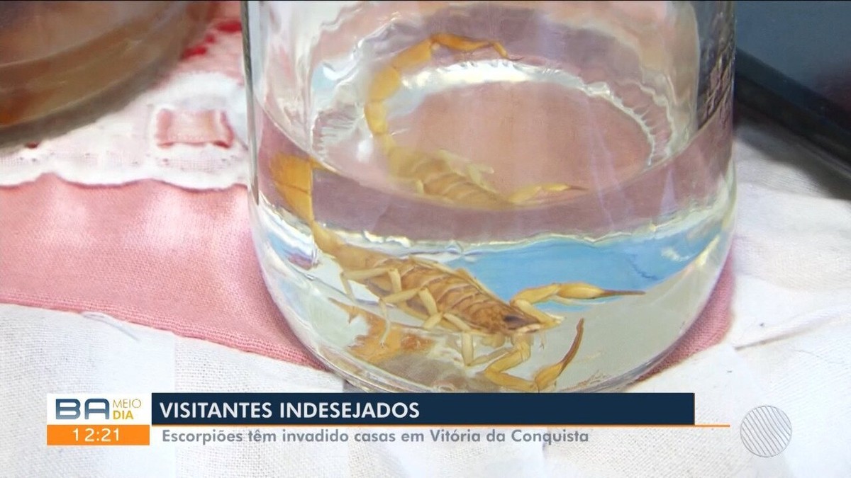 Mulher encontra 9 escorpiões em casa em 2 meses na Bahia e guarda ...
