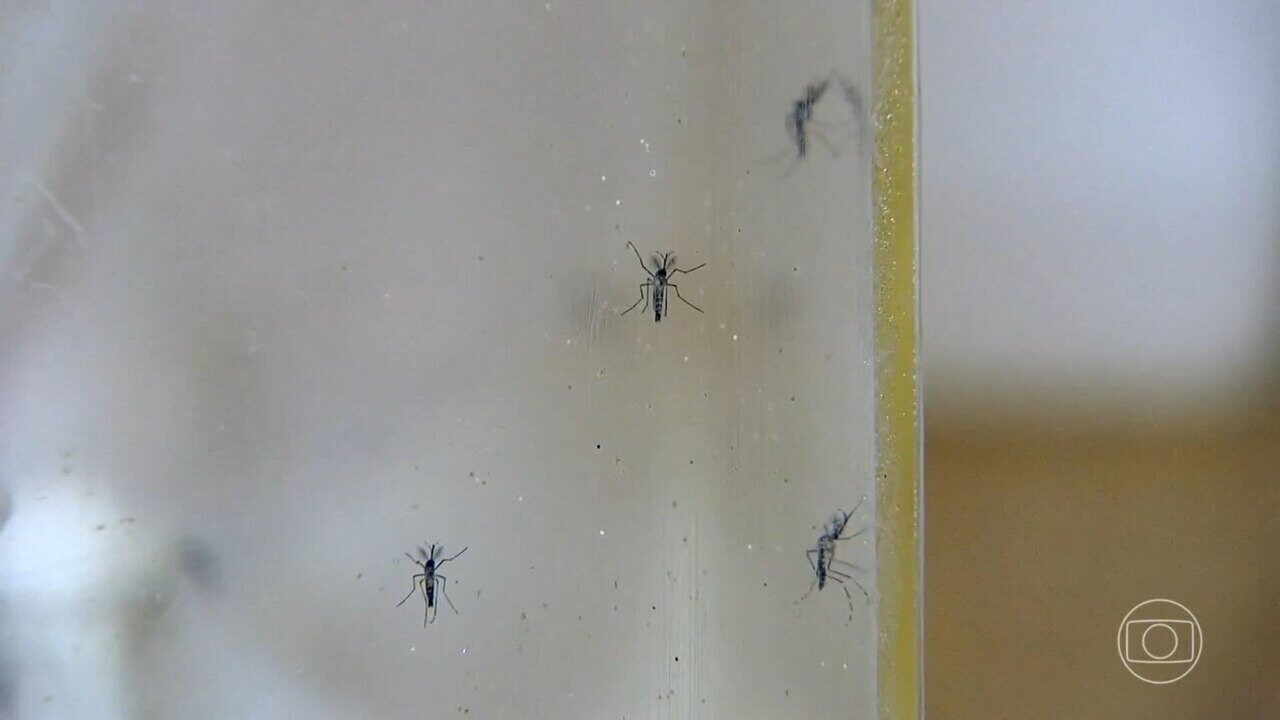 Brasil supera a marca de 2 milhões de casos de dengue em 2024 e ...