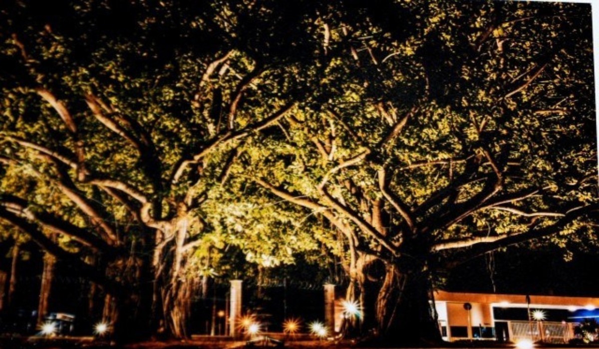 Presidente Prudente tem quase uma árvore por habitante | G1