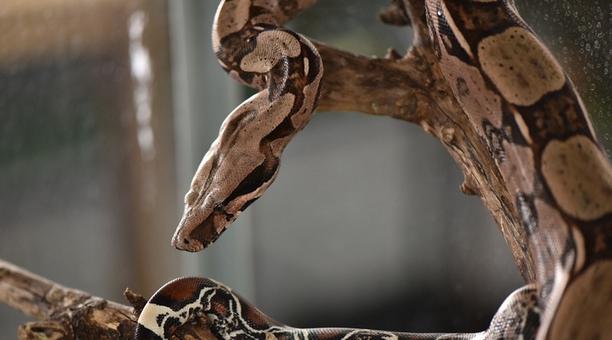 Judith, Jiboned ou Jigi: escolha o nome da jiboia que virou mascote da ...