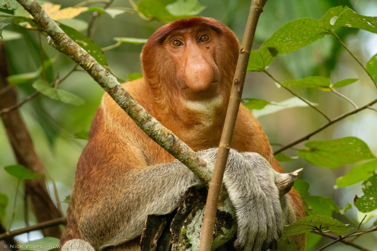 Macaco-narigudo: saiba como nariz de primata influencia no sucesso ...