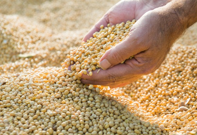Pela 1ª vez na história, soja é o principal produto exportado pelo Acre ...