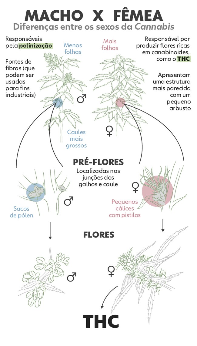 Maconha: infográfico mostra diferenças entre plantas fêmea e macho | G1