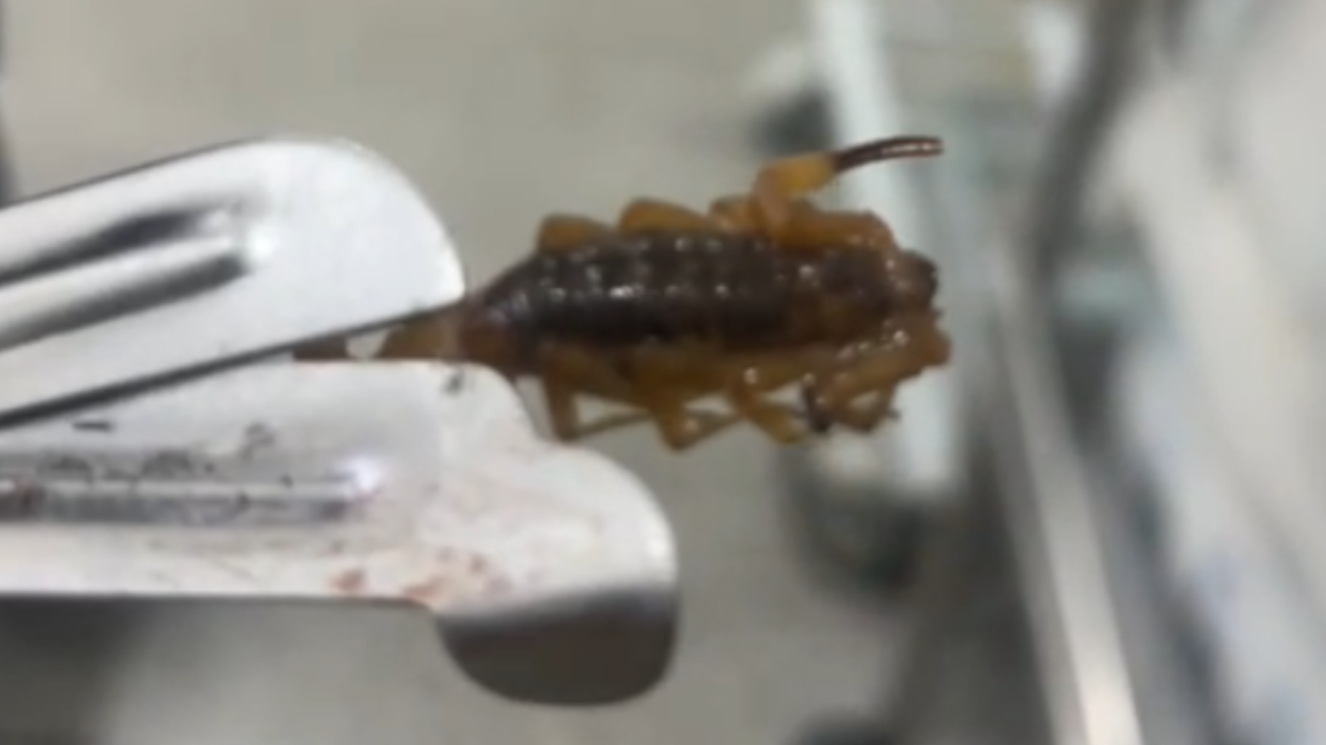 Bebê de 9 meses é picada por escorpião e mãe denuncia mato alto | G1