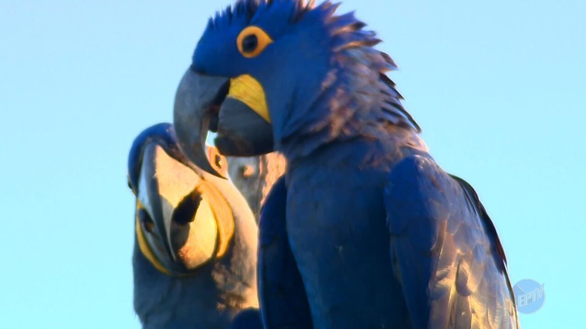 TG visita fazenda com maior concentração de araras-azuis no mundo ...