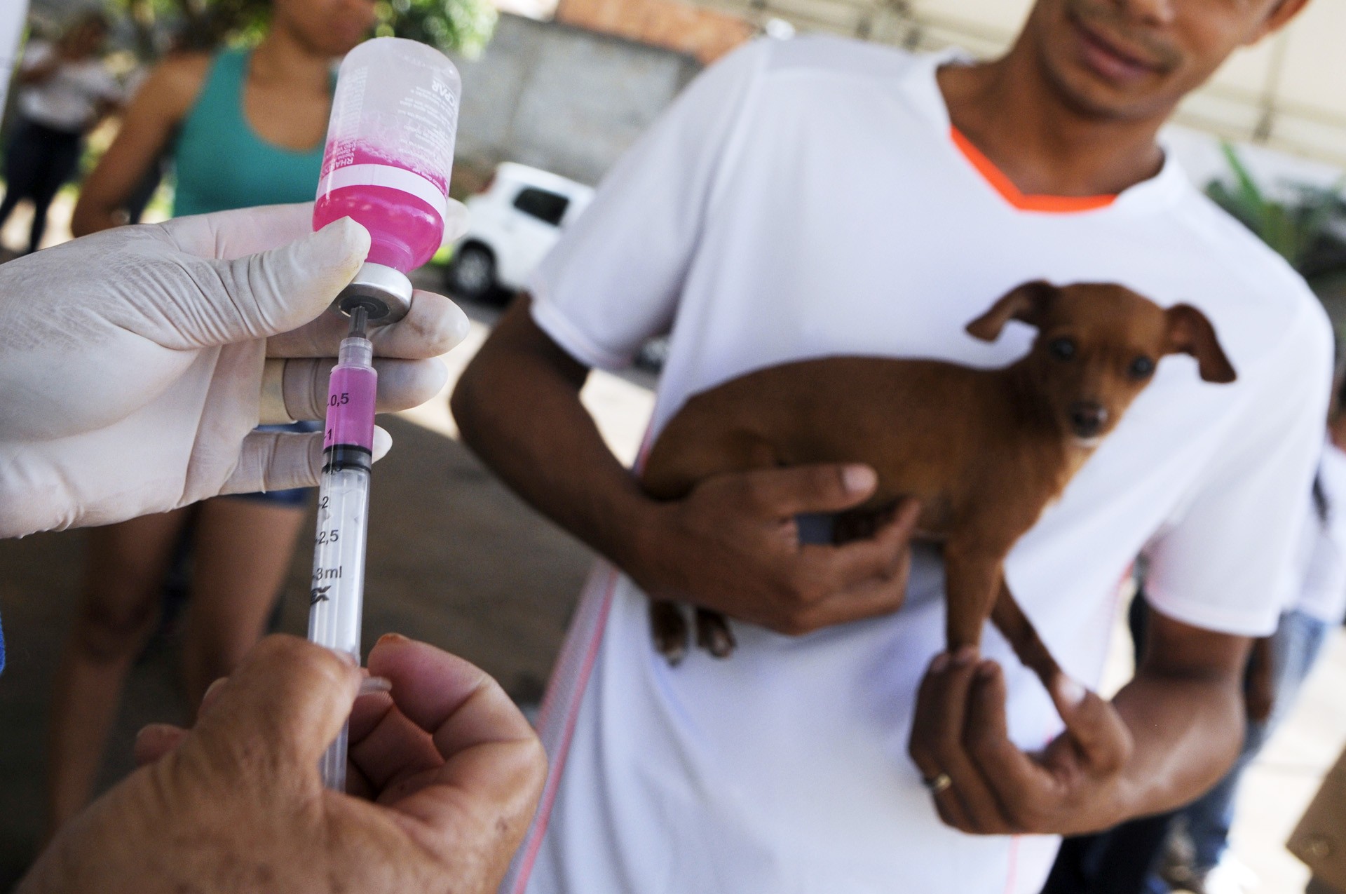FMS divulga calendário de vacinação antirrábica em Teresina; veja ...