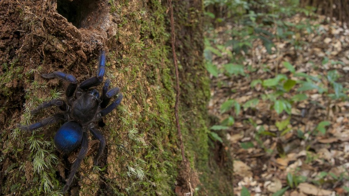 Tarântula elétrica azul e besouros aquáticos estão entre espécies ...
