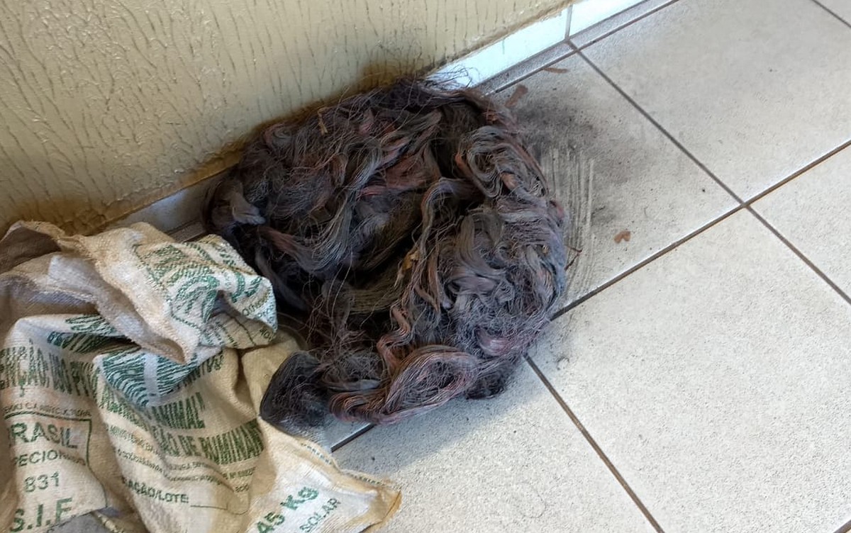 Pm Prende Trio Suspeito De Integrar Quadrilha Que Furtava Fios De