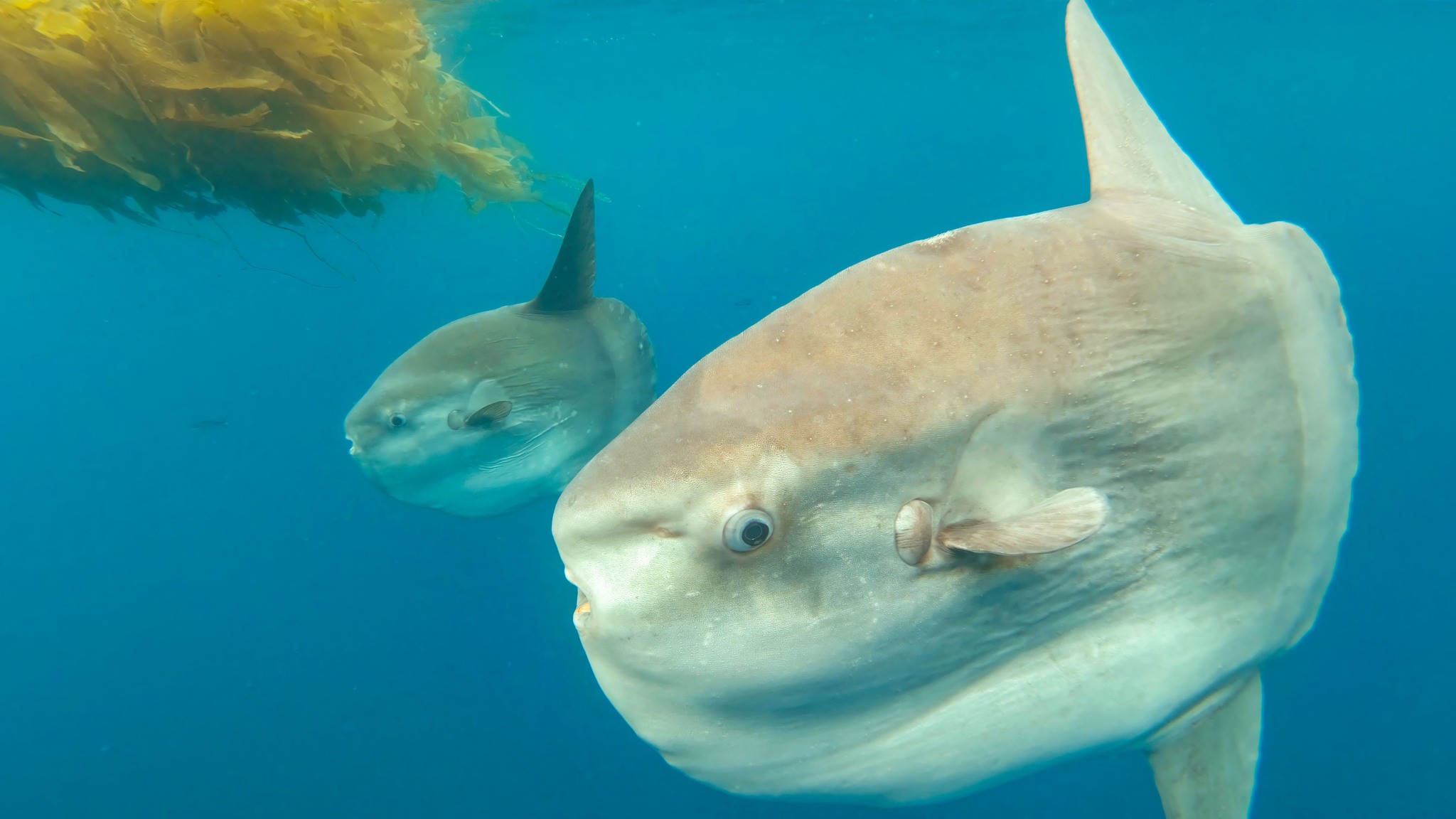 Visitante frequente no Brasil, peixe-lua é um dos maiores peixes ósseos do mundo | G1