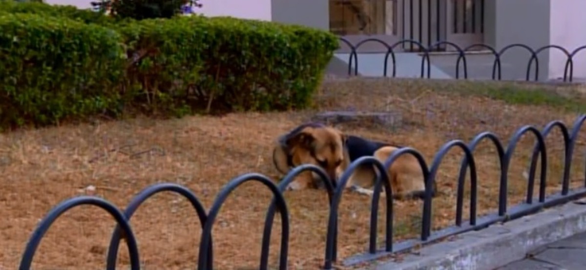 Polícia Civil Instaura Inquérito Para Apurar Casos De Animais