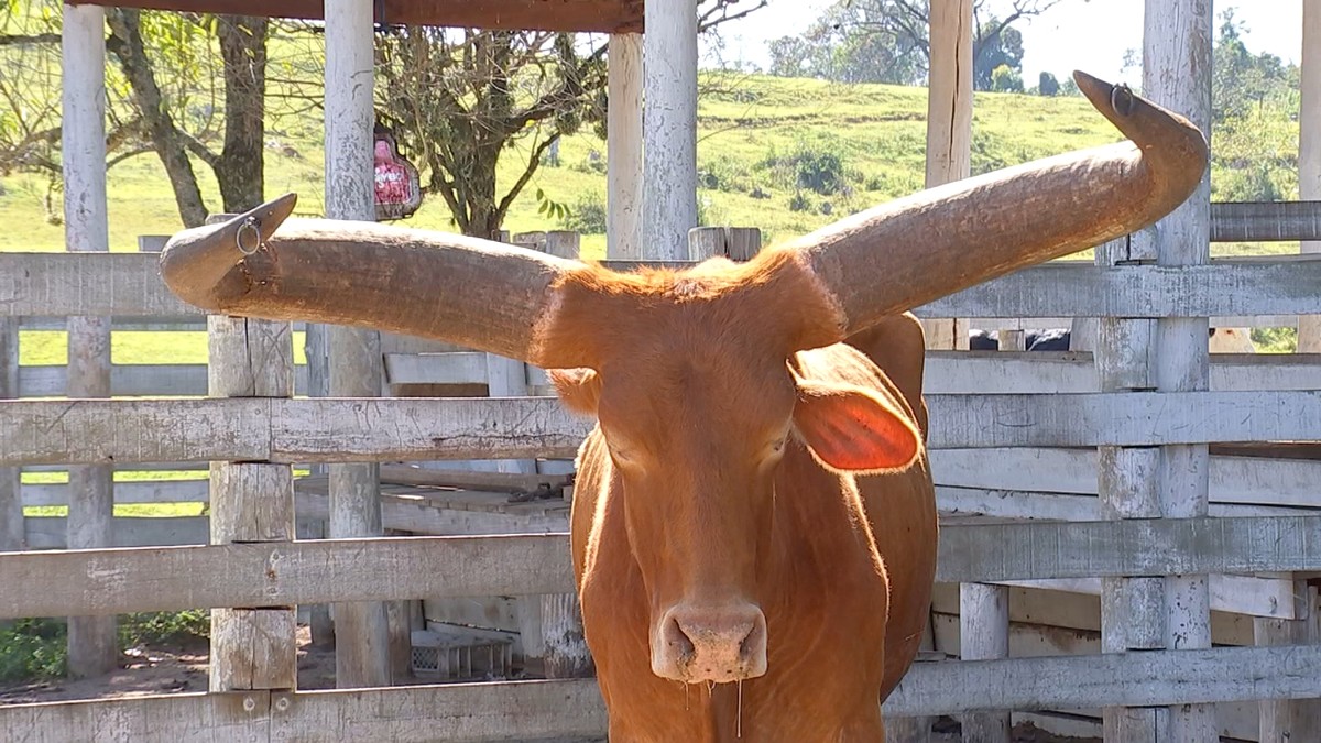 Bois deixam de ser abatidos pelo tamanho dos chifres e desfilam em ...