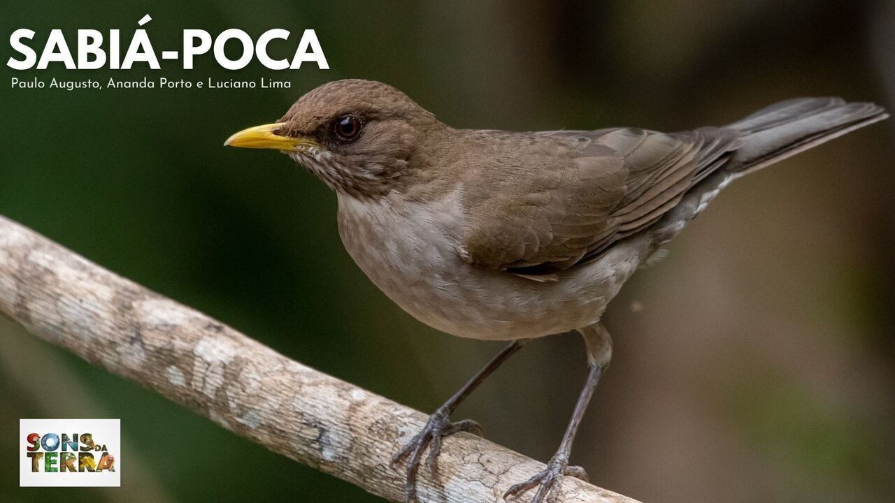 'Sons da Terra': sabiá-poca e o canto que estoura | Terra da Gente | G1