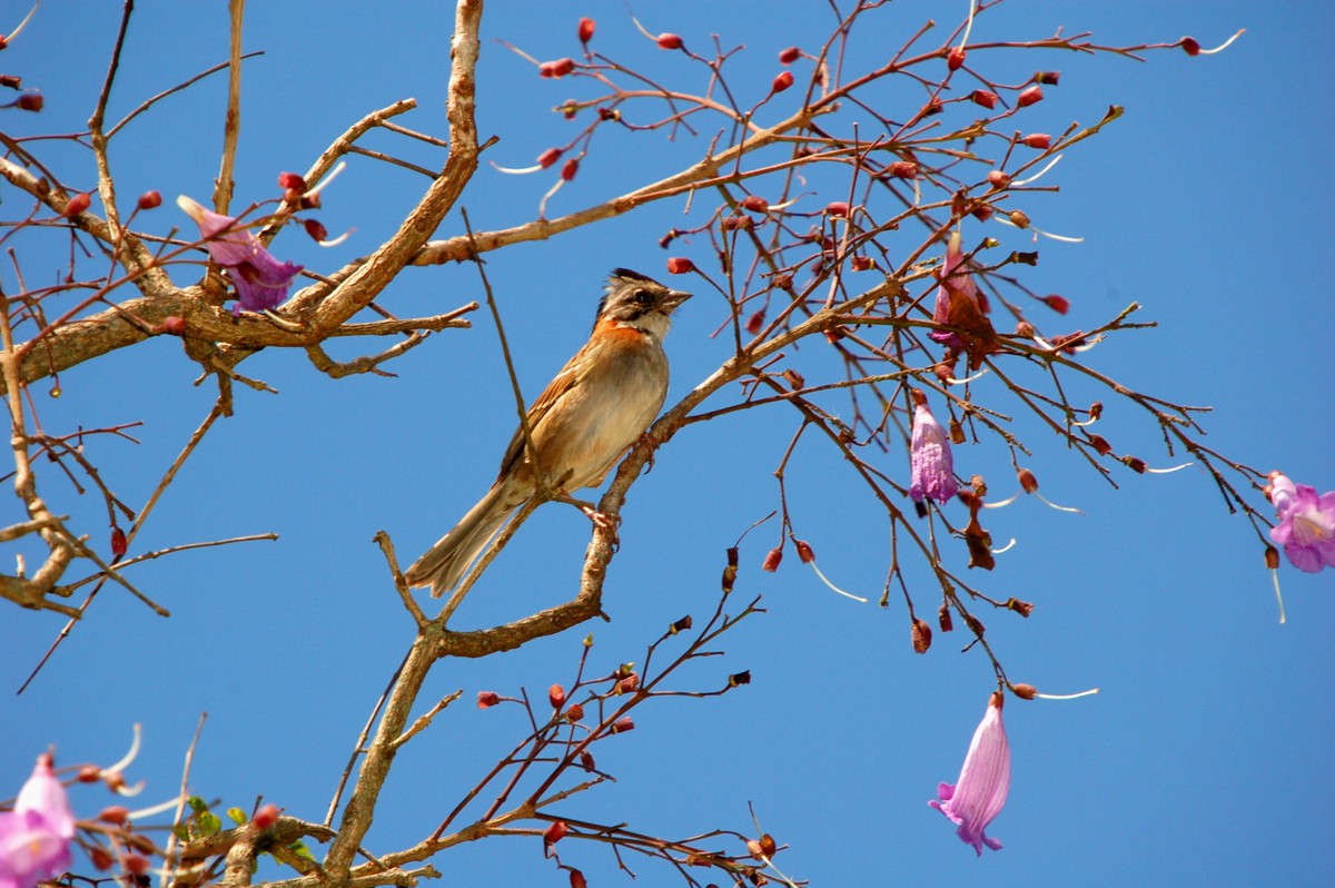 Um tico-tico no fubá... | Terra da Gente | G1