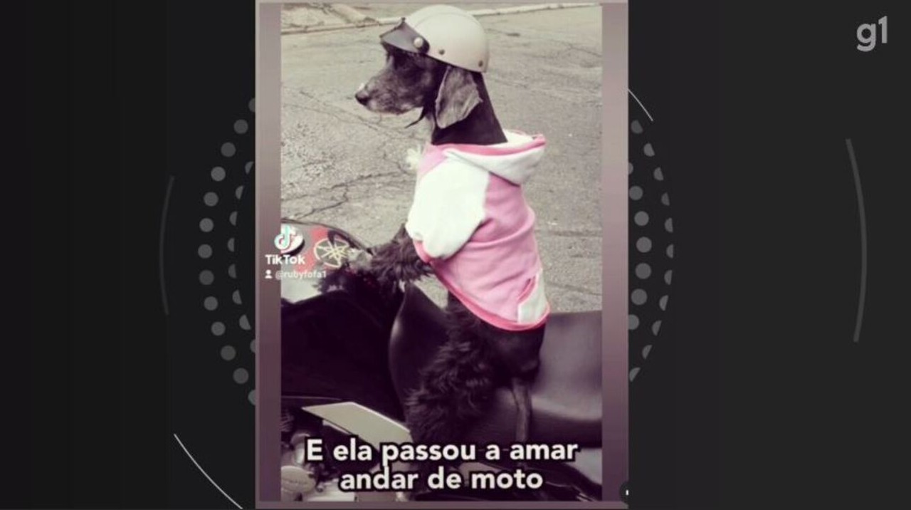 Conheça Ruby Fofa, cadela que virou entregadora após ser resgatada da ...