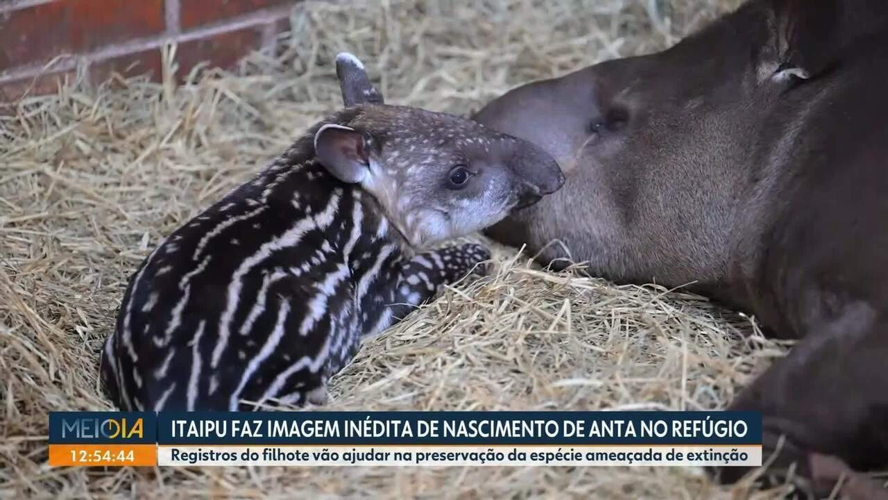 Filhote de anta, espécie ameaçada de extinção, nasce em refúgio ...