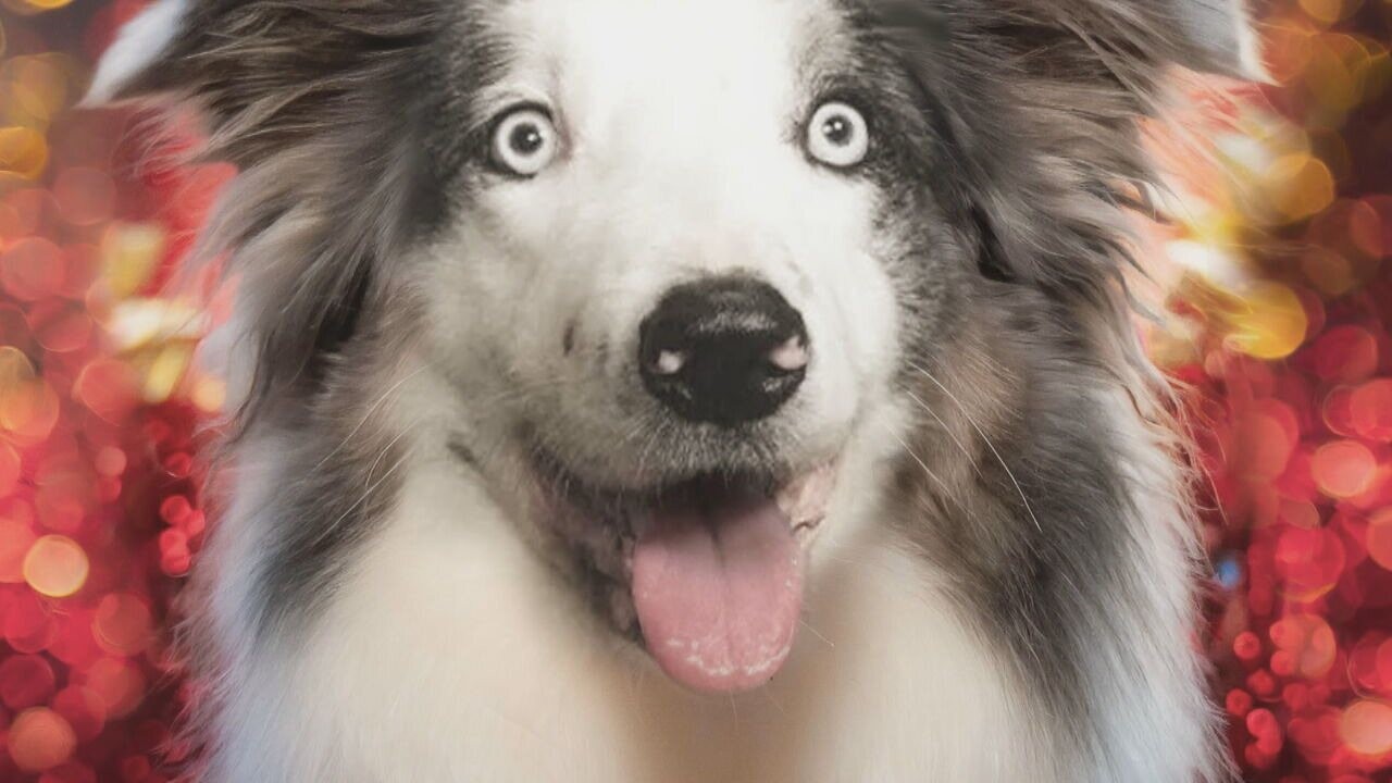 Cachorro Messi: A rotina de treinamentos e preparação da nova estrela ...