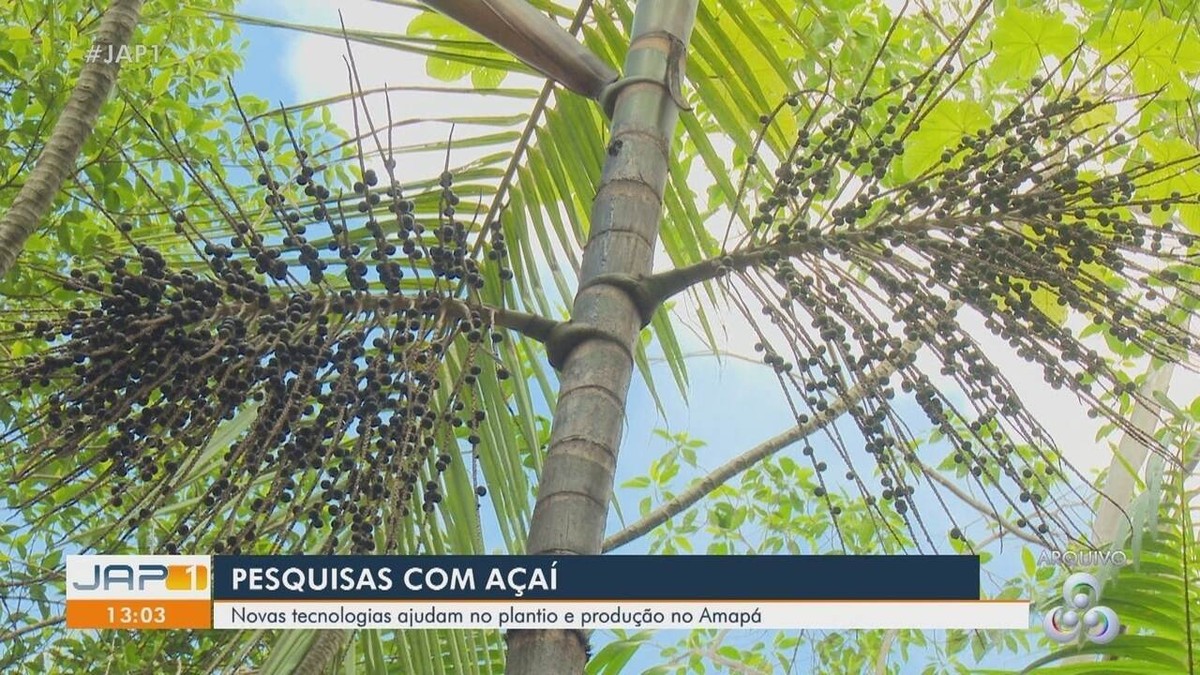 Investimentos em pesquisas sobre o açaí movimentaram R$ 144 milhões na ...