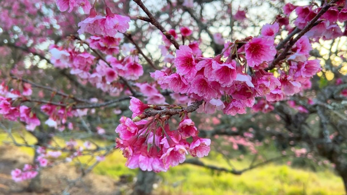 Florada da cerejeira é um espetáculo em sítio com quase mil árvores | Nosso Campo | G1