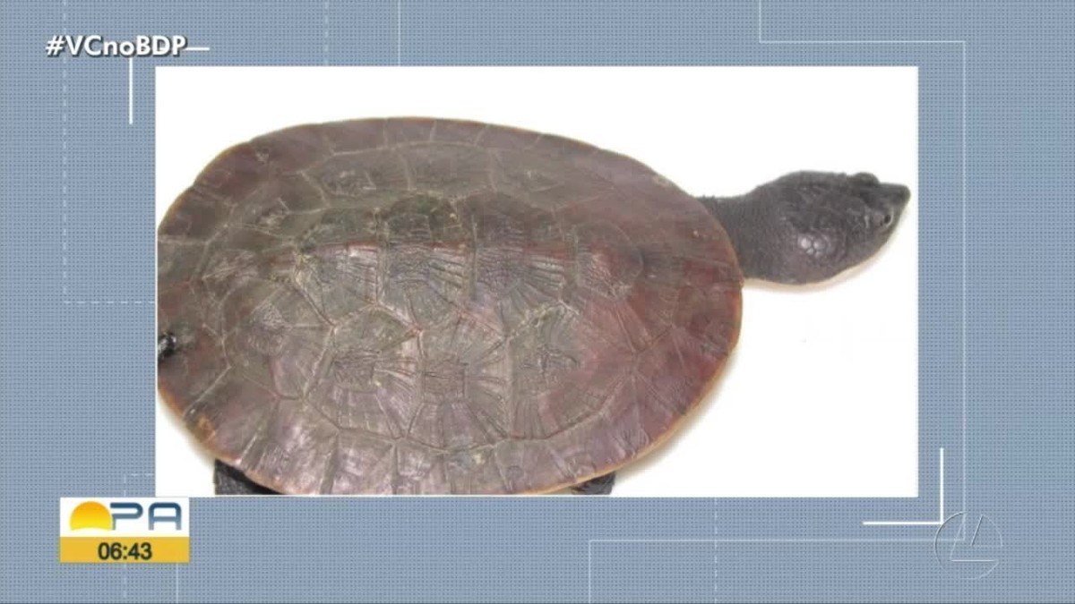 Pesquisadores descobrem nova espécie de tartaruga de água doce no Pará | Pará | G1