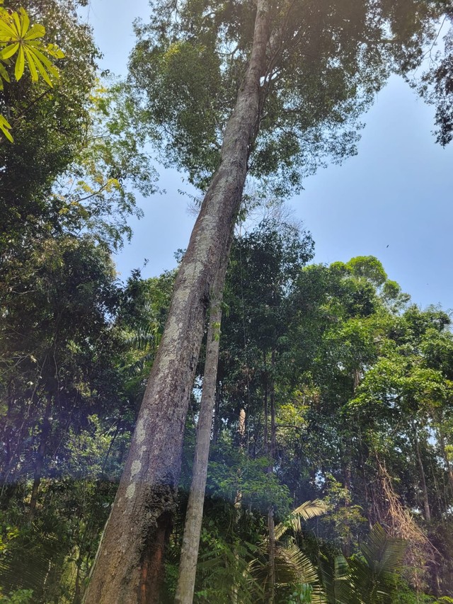 15 anos da 1ª concessão florestal do país: veja como está o manejo na Flona Jamari – Alerta Buritis