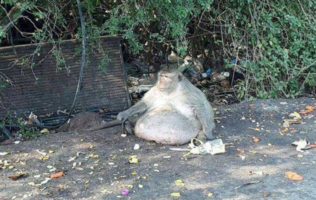 Macaco obeso é levado para check-up pelas autoridades tailandesas ...