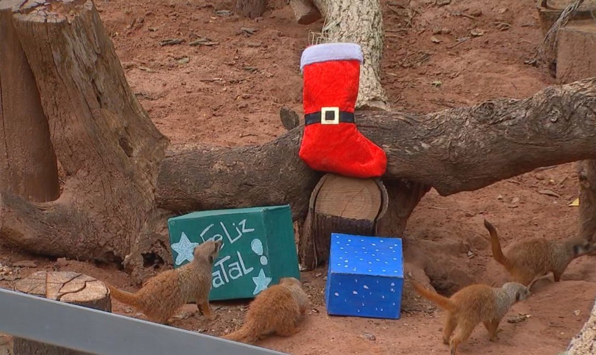 Animais do Zoo entram no 'clima do Natal' e recebem presentes em Bauru ...