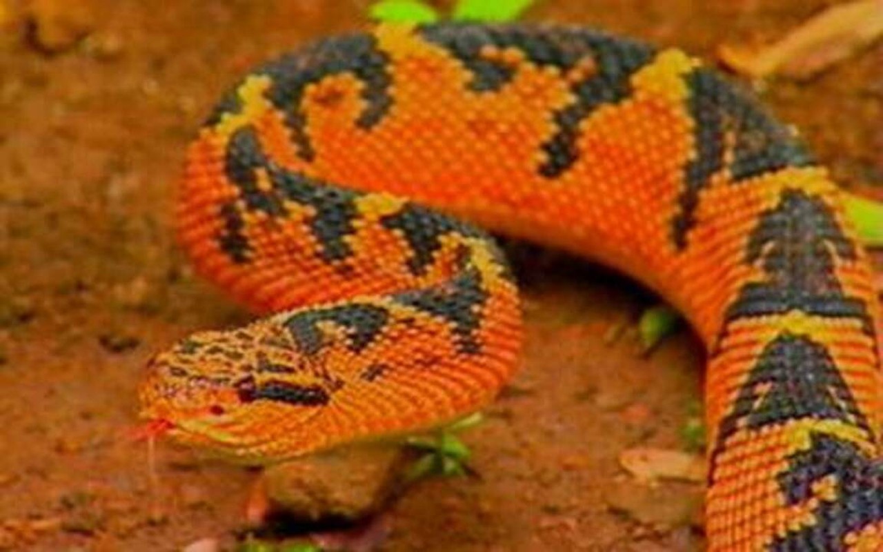 De jiboia à 'anaconda', conheça as cinco maiores cobras da região ...