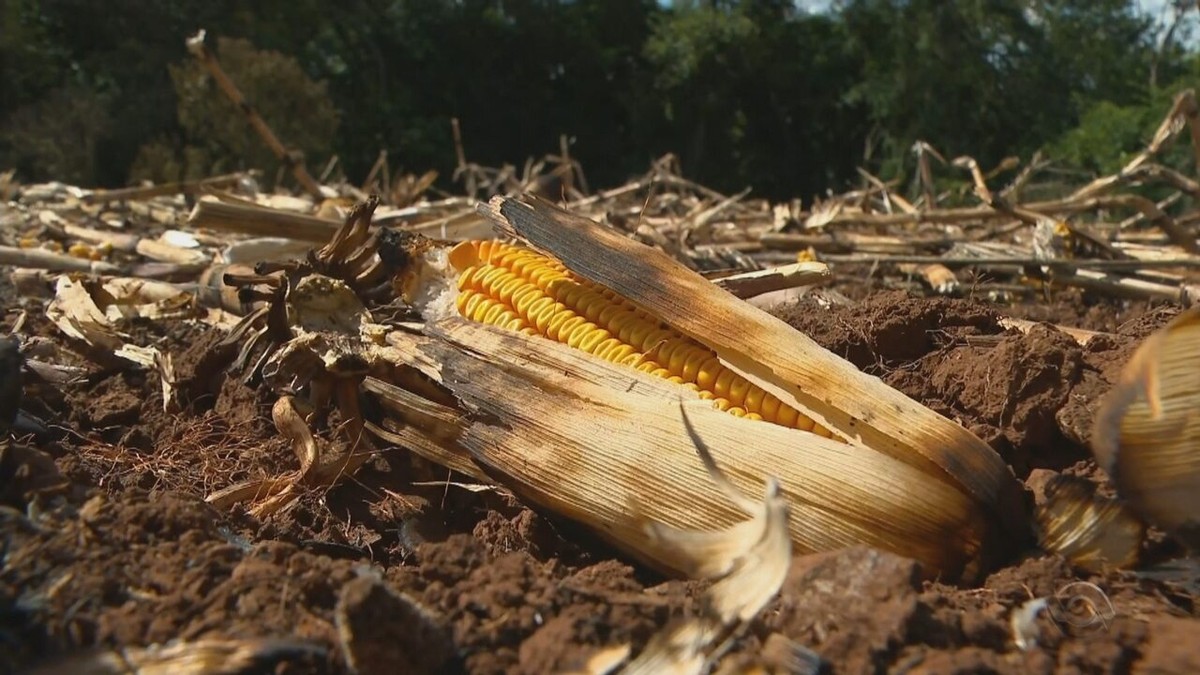 RS soma 96 focos de incêndio no ano e tem 14 pontos com risco altíssimo ...