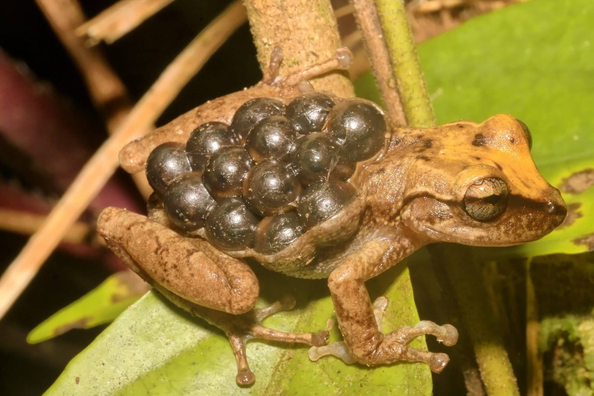 Fêmeas de pererecas-marsupiais carregam ovos no dorso para maior chance ...
