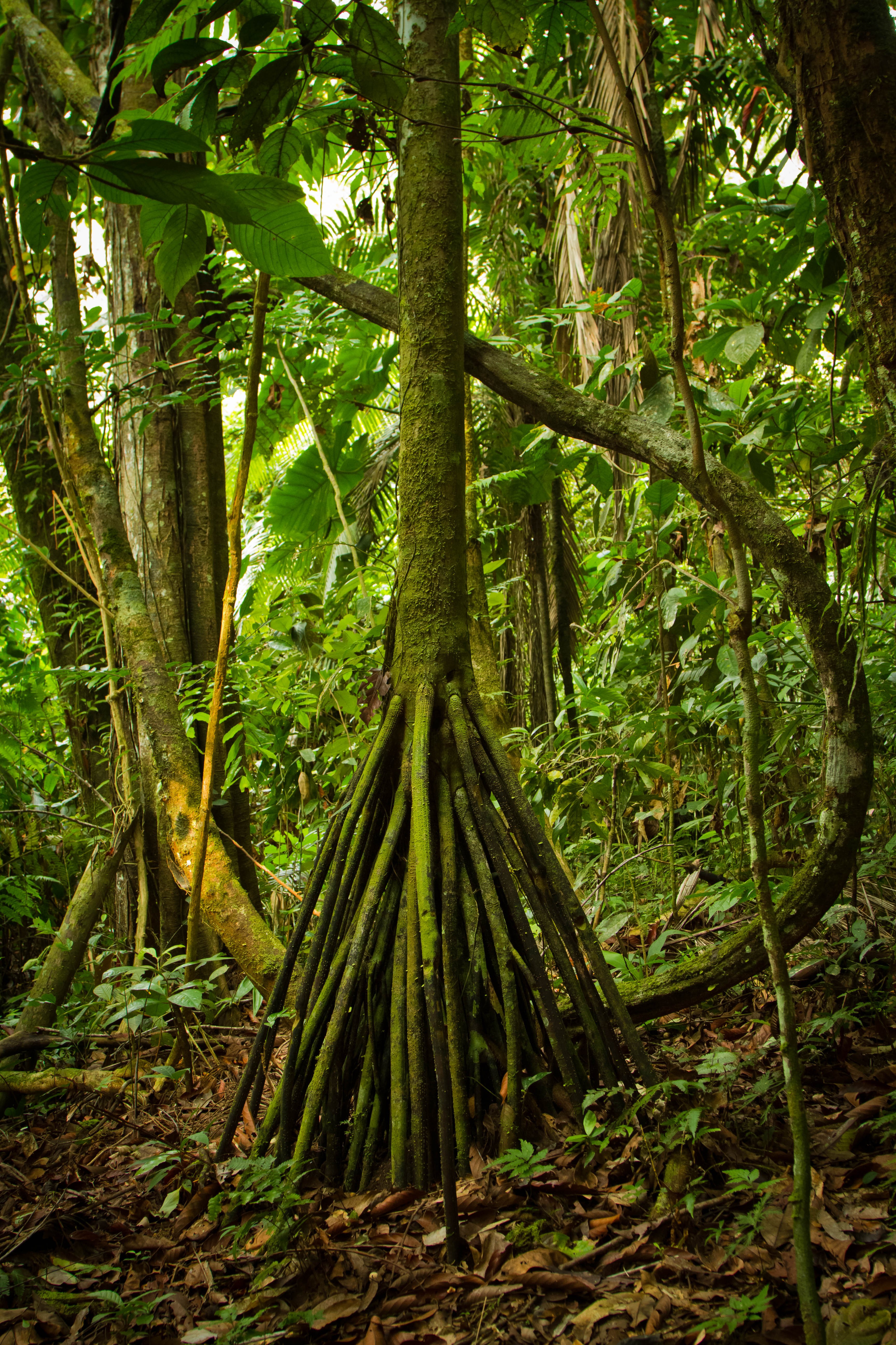 O que é mito e o que é ciência por trás da Socratea exorrhiza | G1