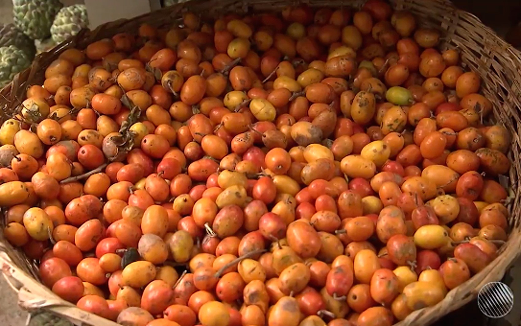 Homem morre após ingerir mais de100 caroços de seriguela em MS