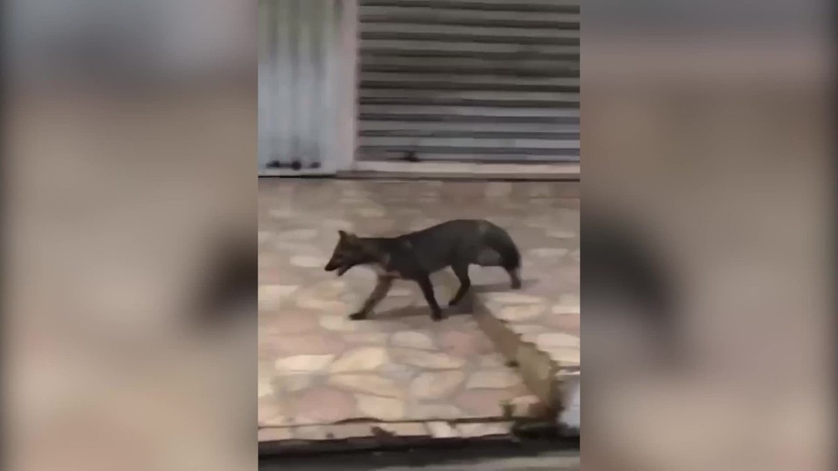 VÍDEO: Raposa chama atenção ao ser flagrada caminhando em uma rua de ...
