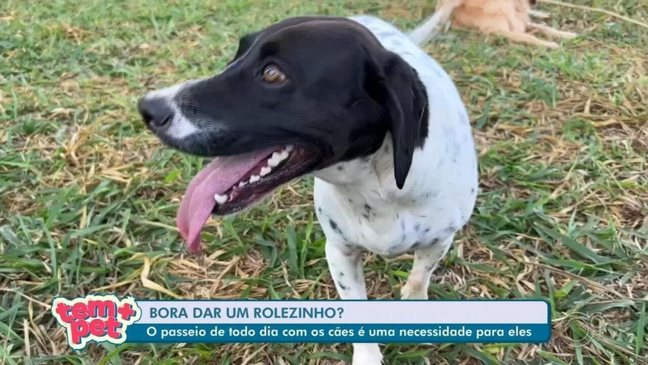 Passeios são aliados da saúde e bem-estar dos pets; confira dicas de ...