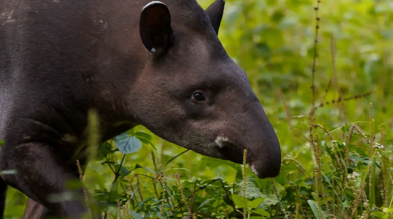 Filhote de anta nasce em criadouro conservacionista | G1