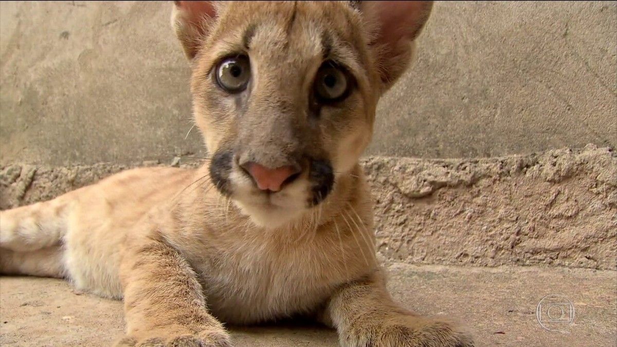 Número de animais resgatados de queimadas bate recorde em Mato Grosso ...