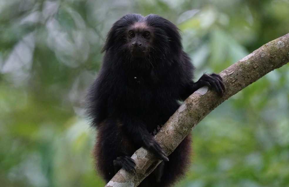 Leao Da Terra