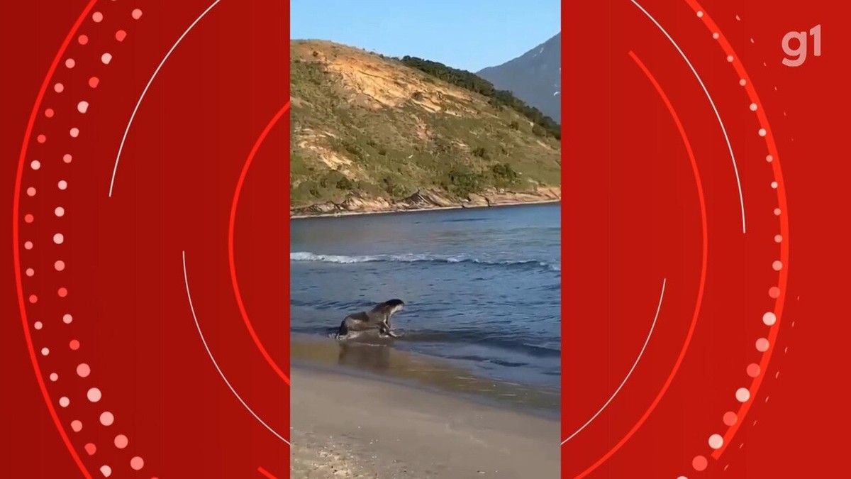 Lobo-marinho volta para o mar após passar dois dias 'descansando' em ...