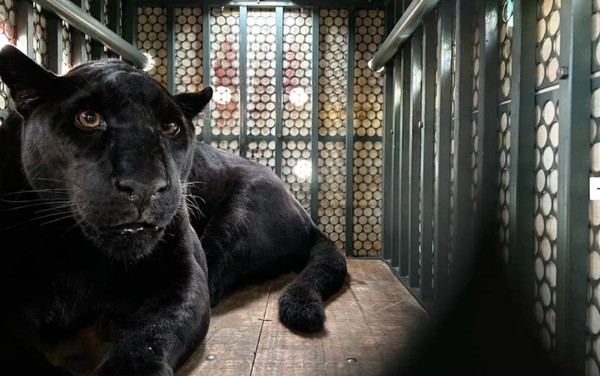 Panteras Animais Panthera Wikipedia