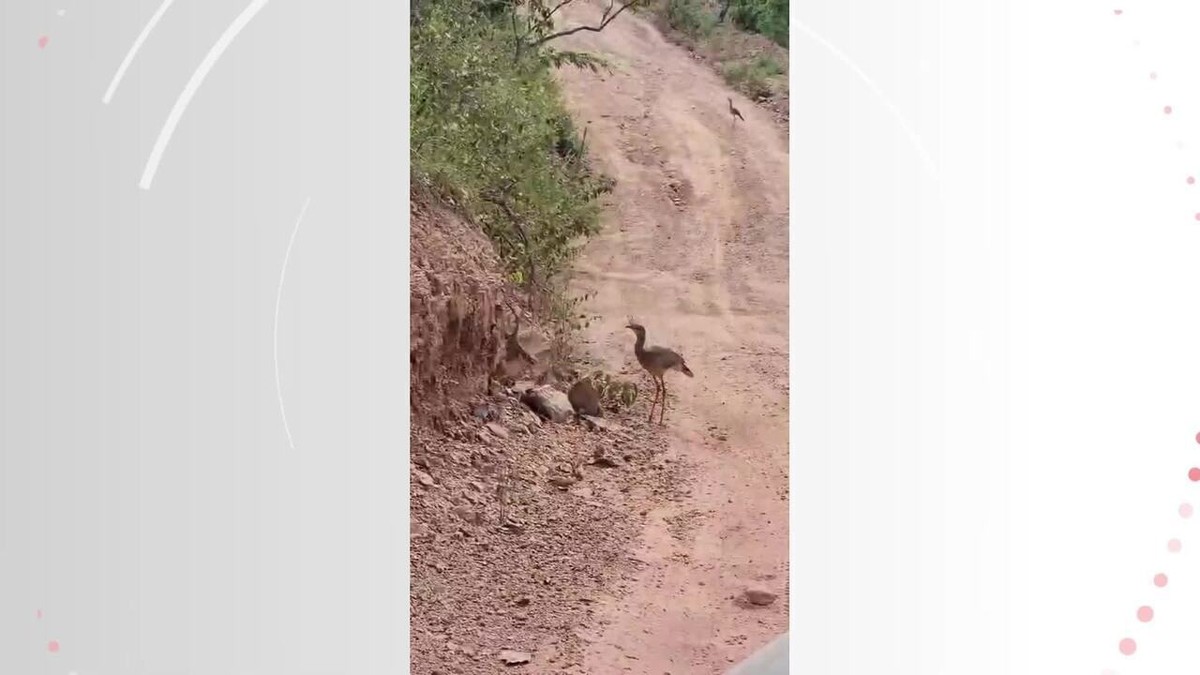 Seriema é flagrada predando serpente na Chapada dos Veadeiros, GO ...
