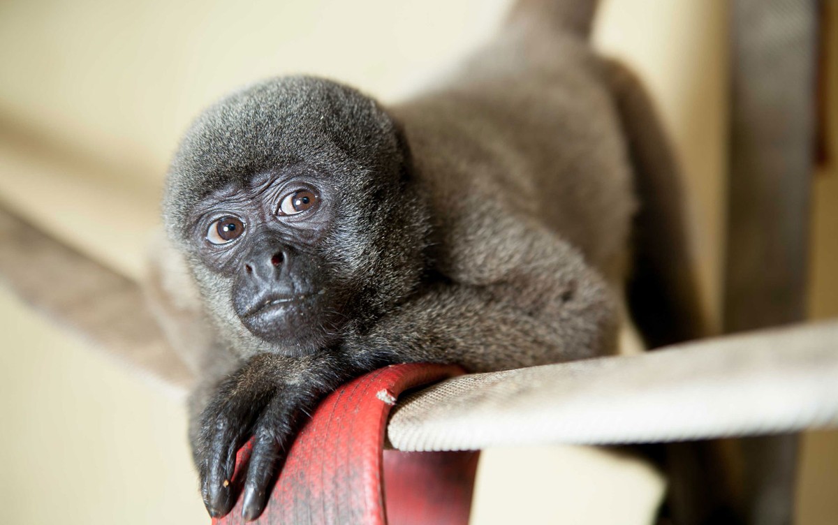 Zoo de Belo Horizonte retoma funcionamento de terça a domingo | Minas ...
