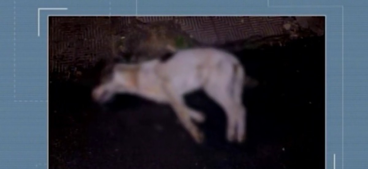Após Morte De Cães E Gato Em Ibiá Polícia Civil Instaura Inquérito