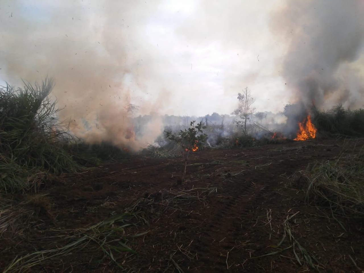 Incêndio em fazenda destrói 200 hectares de pasto e atinge parte de ...